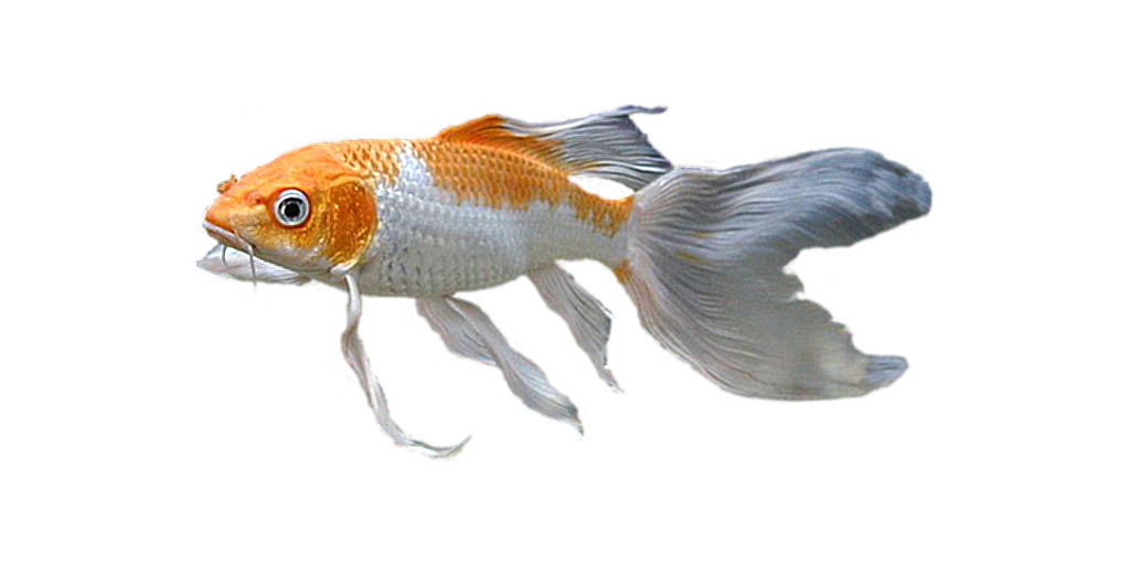 Fishlet – Curt's Random Collection