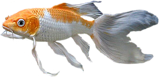 Pentomino Packing – Fishlet